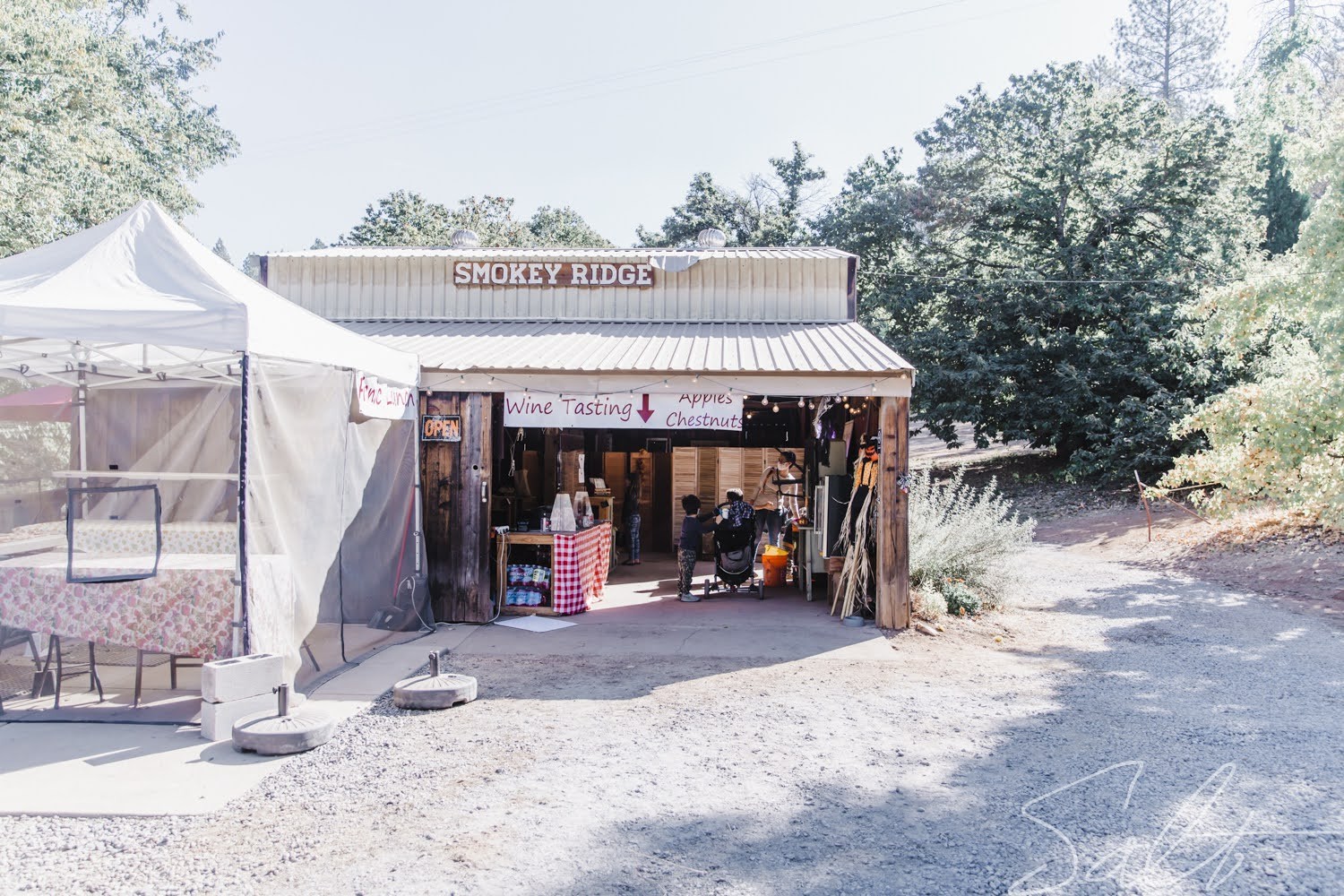 Chestnut Picking in Northern California - Salt Harvest Creatives