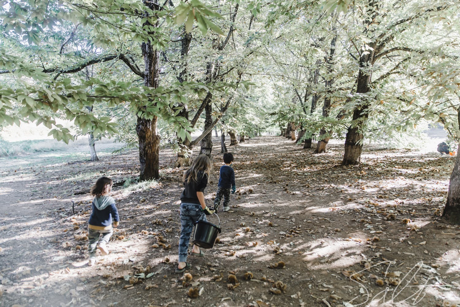 Chestnut Picking in Northern California - Salt Harvest Creatives