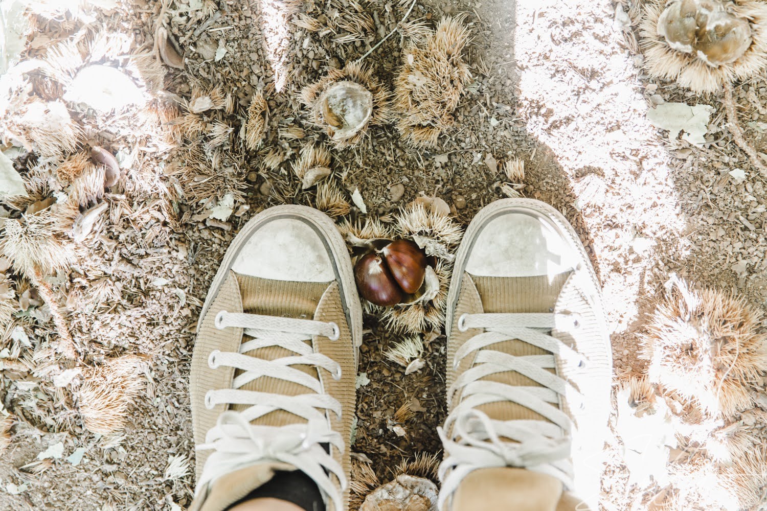 Chestnut Picking in Northern California - Salt Harvest Creatives