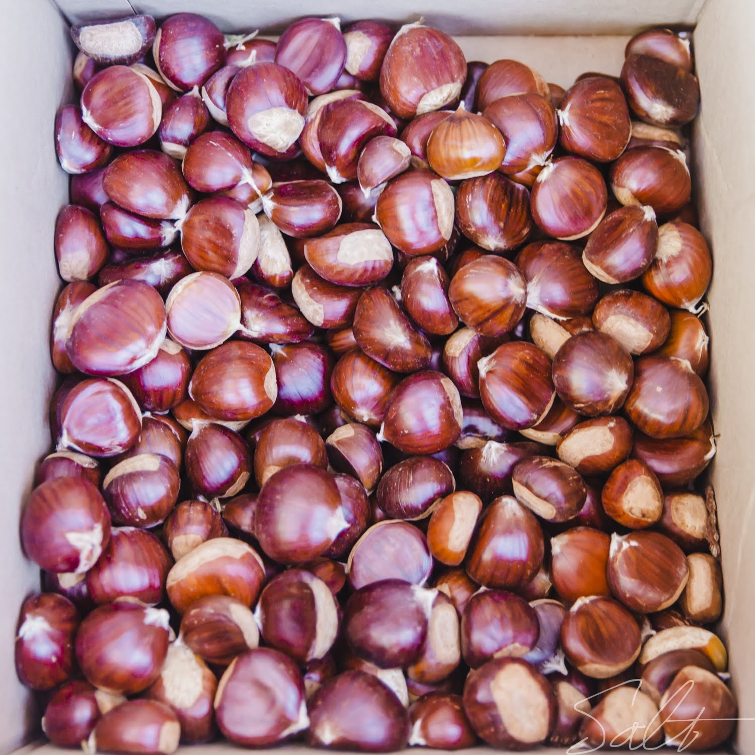 Chestnut Picking in Northern California - Salt Harvest Creatives