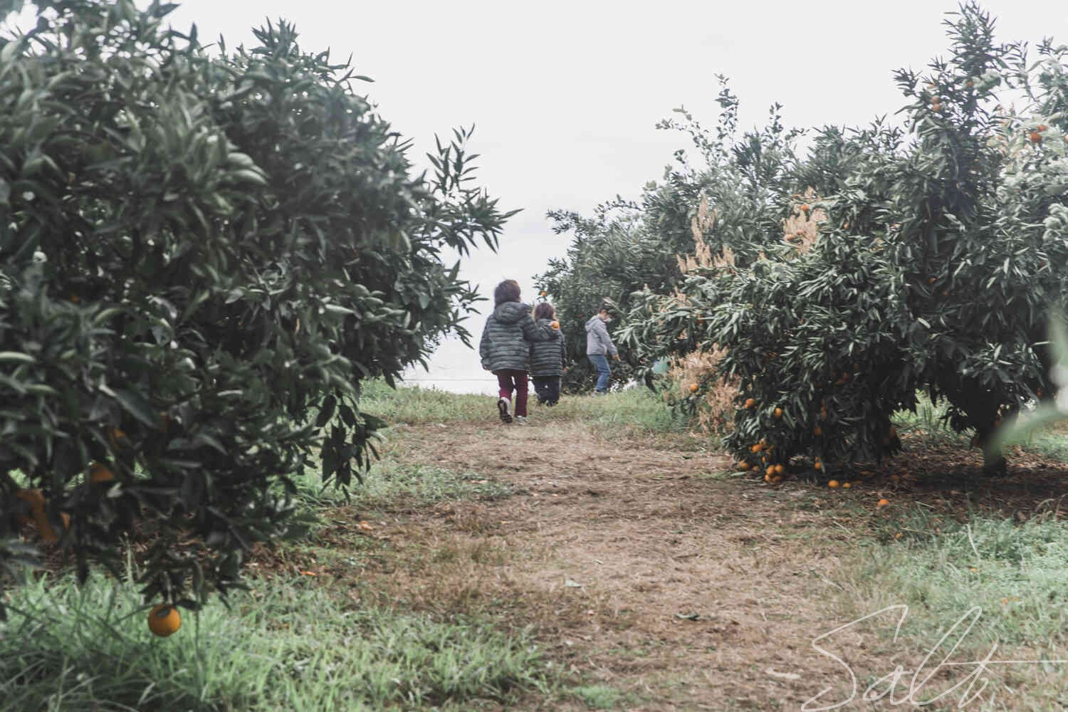 Mandarin Picking Near Sacramento - Salt Harvest Creatives