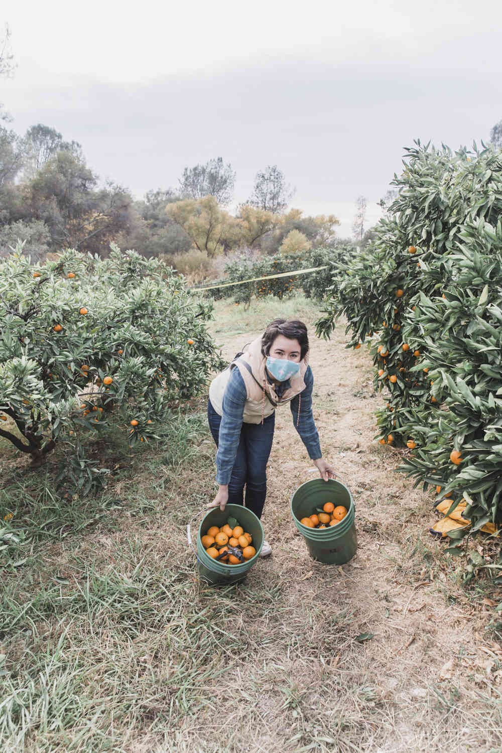 Mandarin Picking Near Sacramento - Salt Harvest Creatives