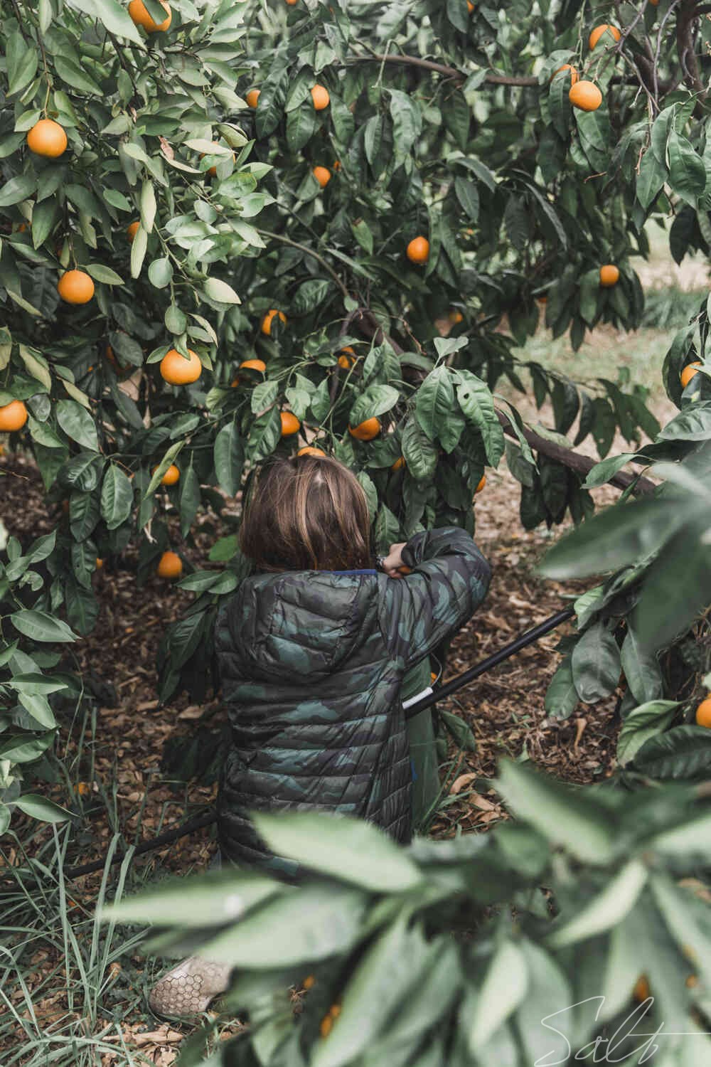 Mandarin Picking Near Sacramento - Salt Harvest Creatives