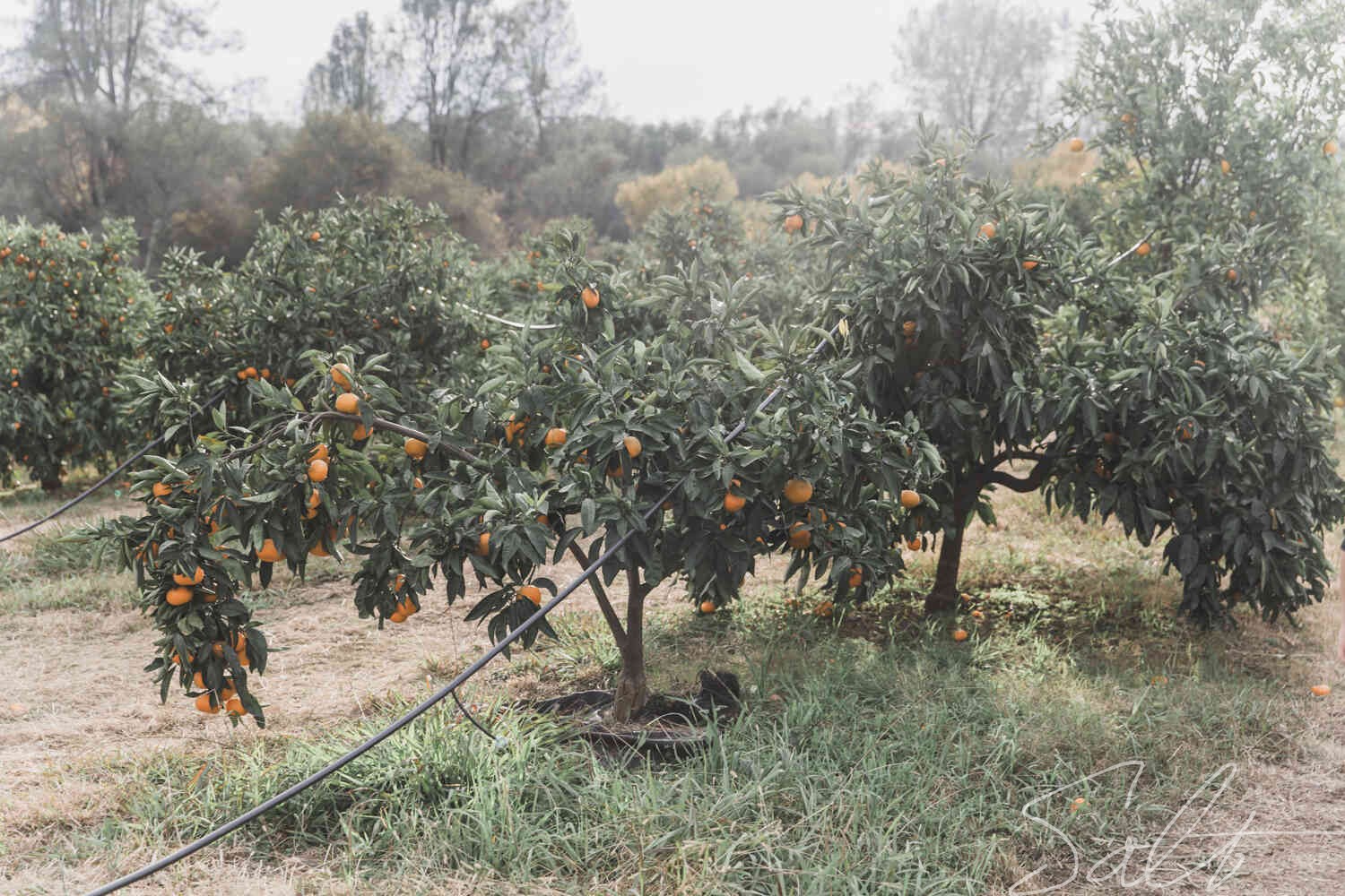 Mandarin Picking Near Sacramento - Salt Harvest Creatives